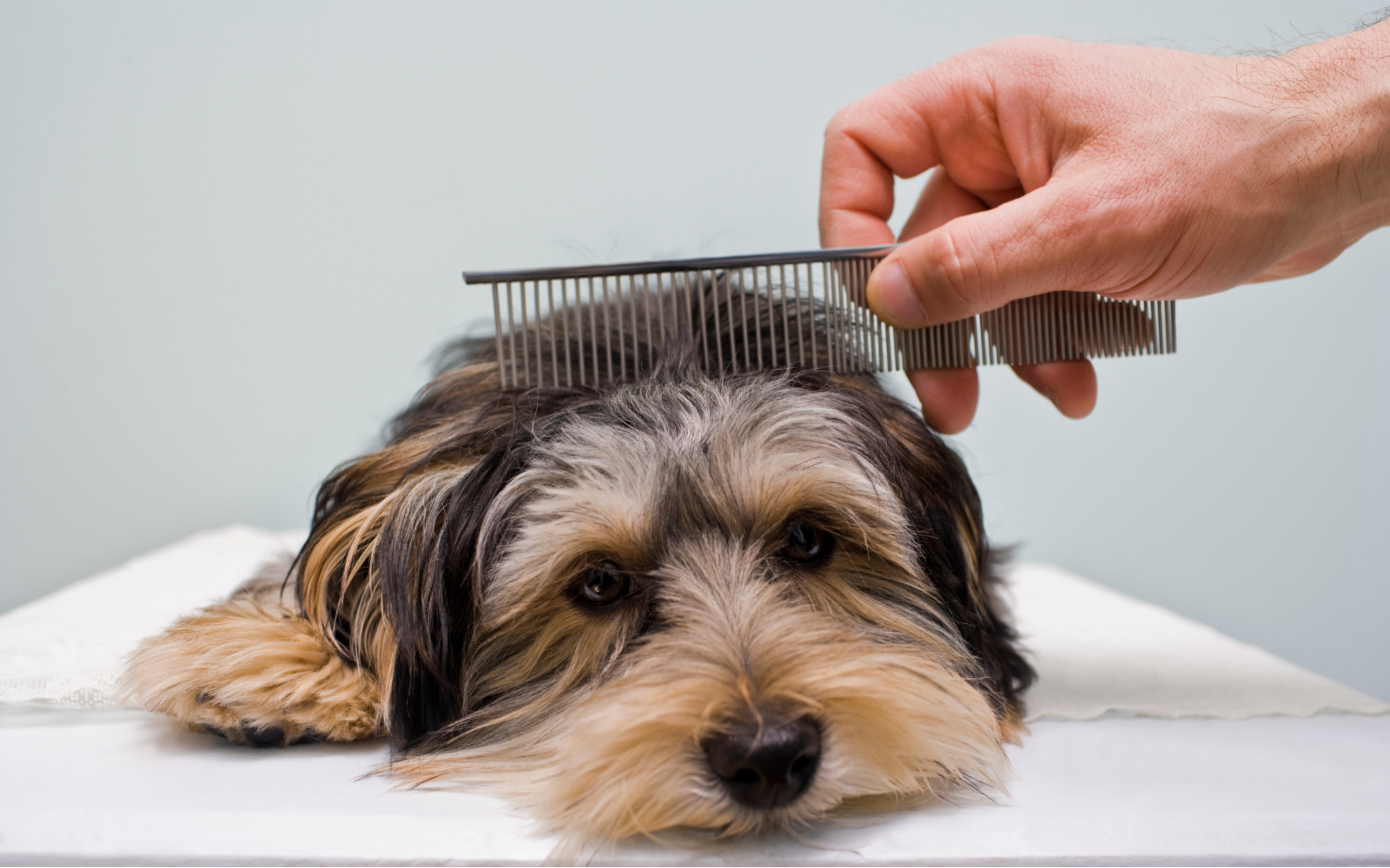 1200+ Cute & Catchy Dog Grooming Business Names You'll Love in 2026