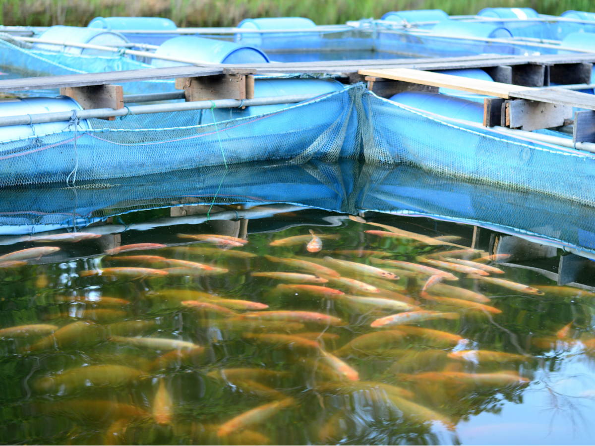 Fish Farming Business