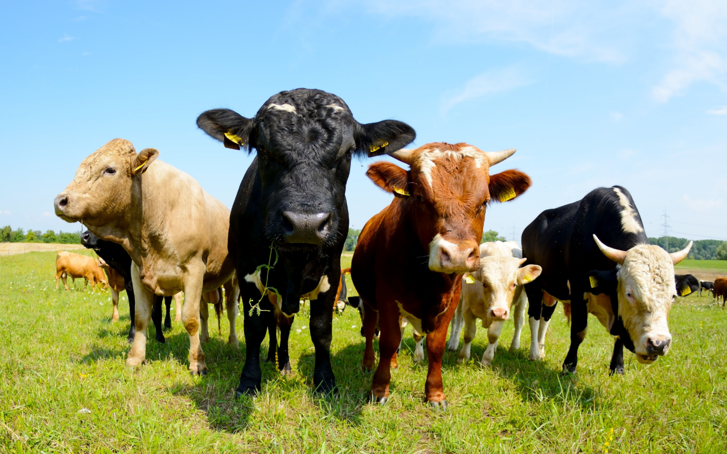 811 Awesome & Timeless Farm Slogan Ideas To Nurture Smiles in 2026