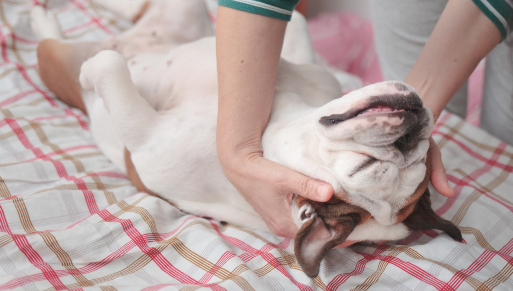 1,023 Cute Pet Sitting Business Slogan Ideas to Collar the Market in 2026