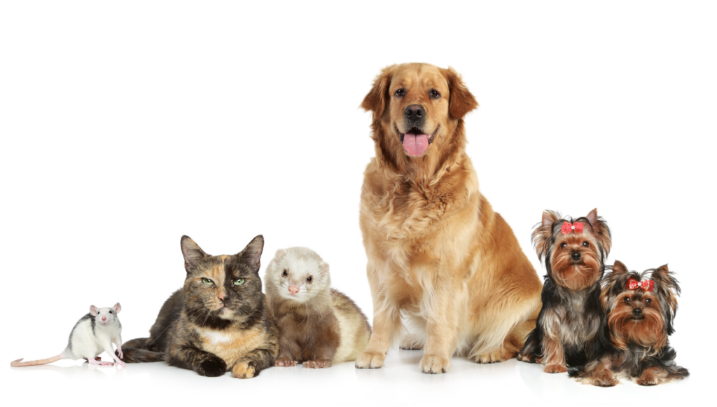 1,023 Cute Pet Sitting Business Slogan Ideas to Collar the Market in 2026